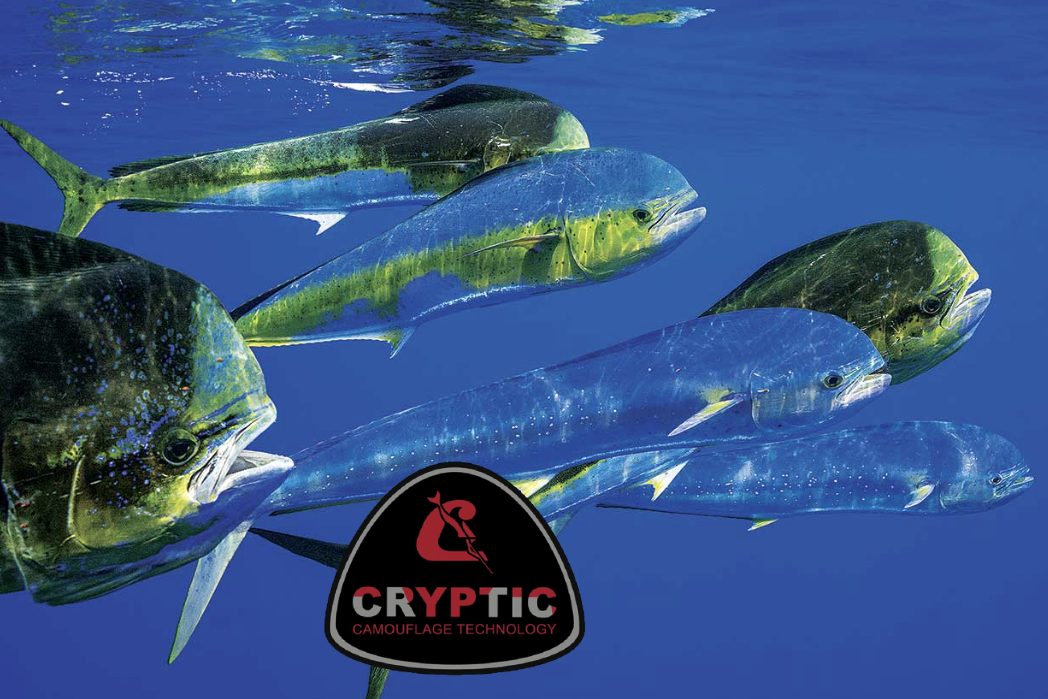 Wetsuit Review No 1- The New Cressi Lampuga for Spearfishing ...